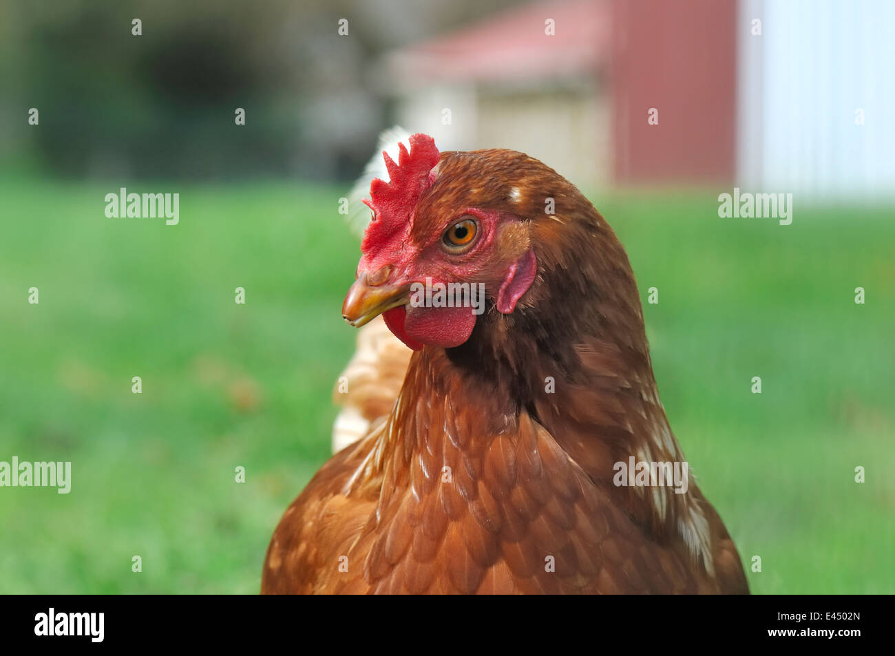 close up on the head of a beautiful Red Hen front view Stock Photo - Alamy