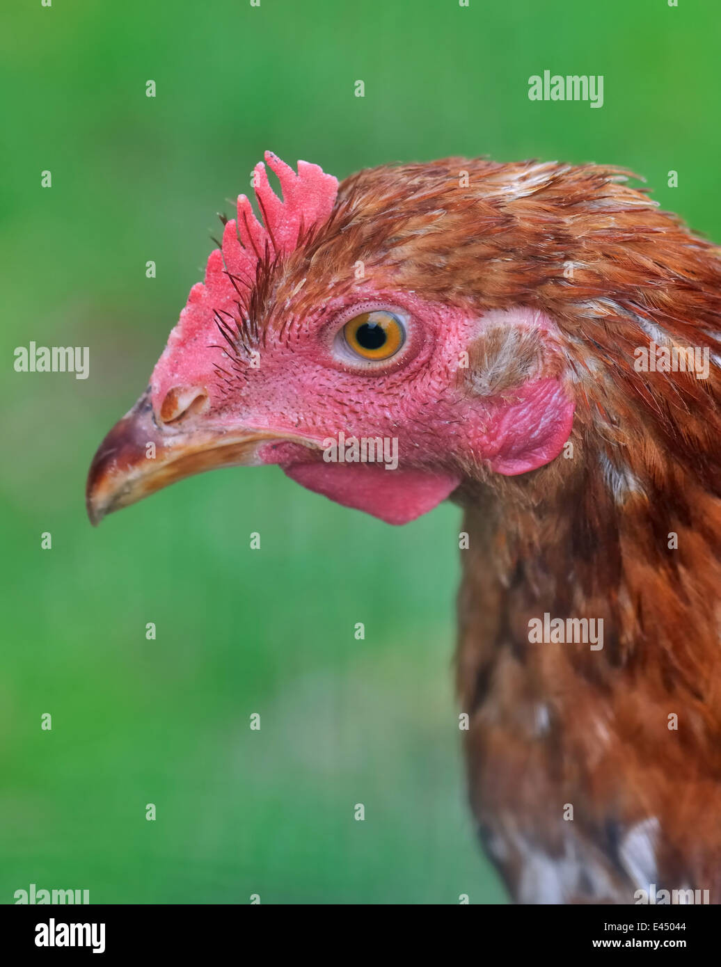 close up on a hen to profile the sharp beak Stock Photo - Alamy