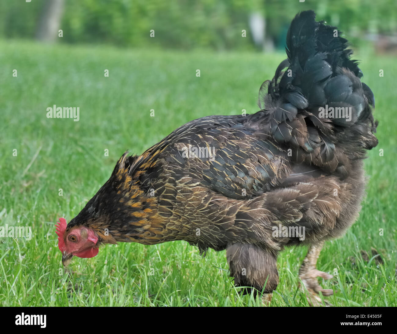 hen pecking in grass in a countryside garden Stock Photo - Alamy