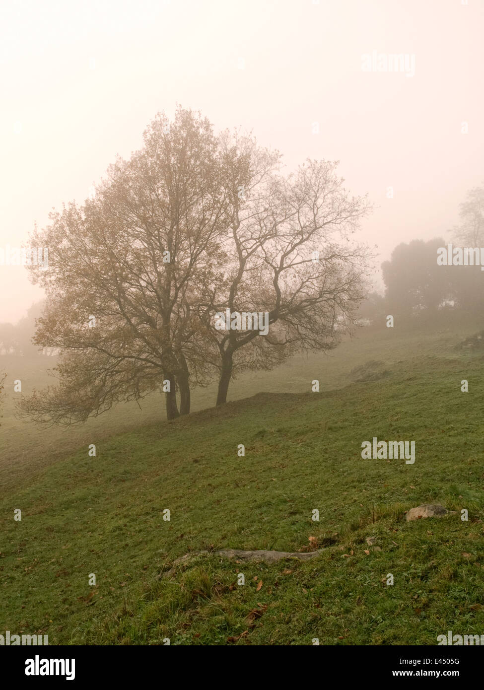 Vertical portrait of oak trees in mist. Basque Country. Spain Stock ...