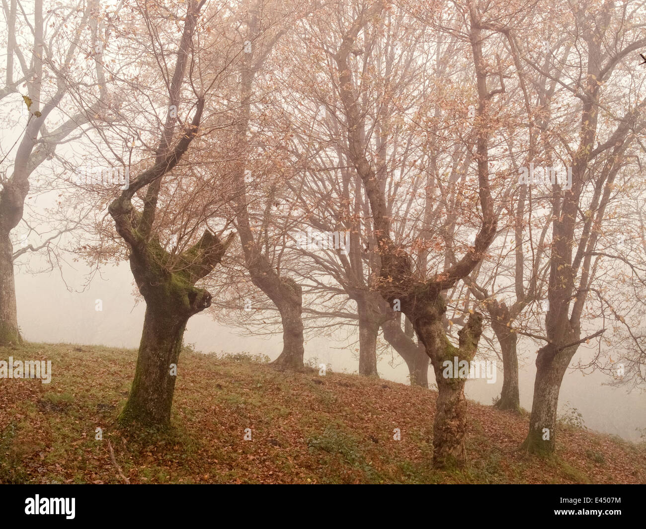 Horizontal portrait of pollard oak forest in mist. Basque Country ...