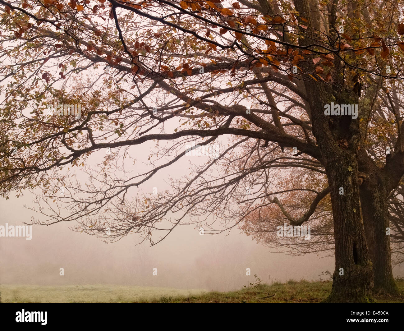 Horizontal portrait of lonely oak tree in mist. Basque Country. Spain ...
