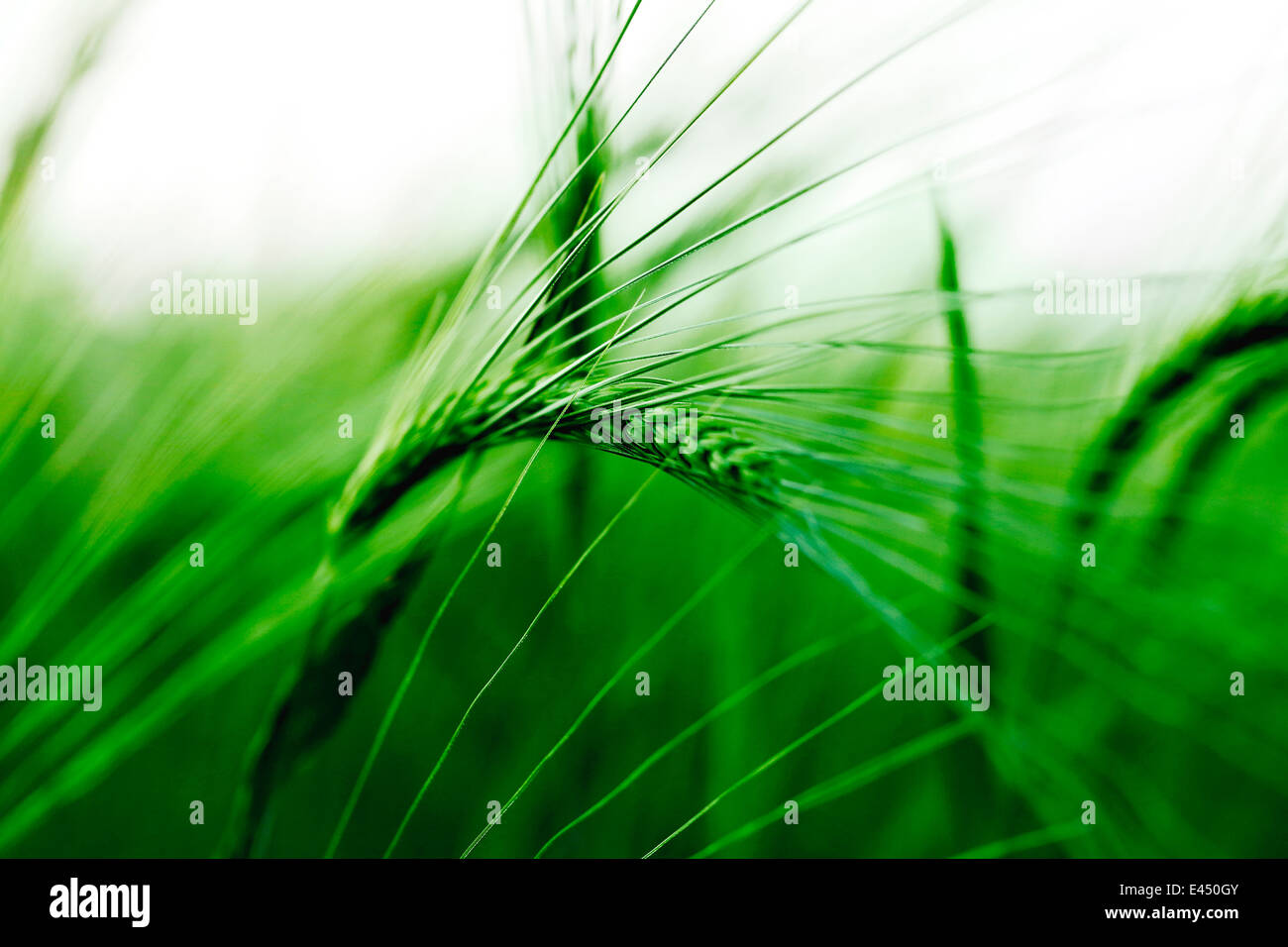 Barley grass closeup Stock Photo - Alamy