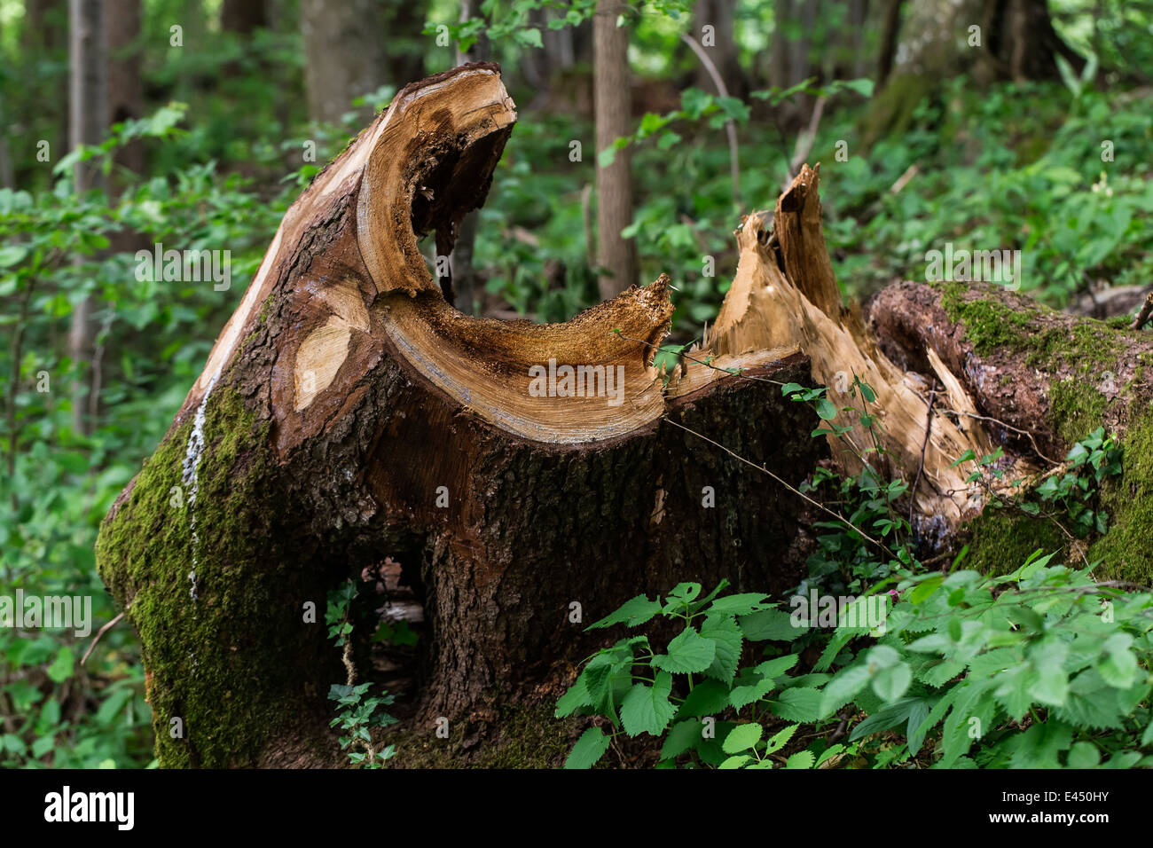 Rotten stump hi-res stock photography and images - Alamy