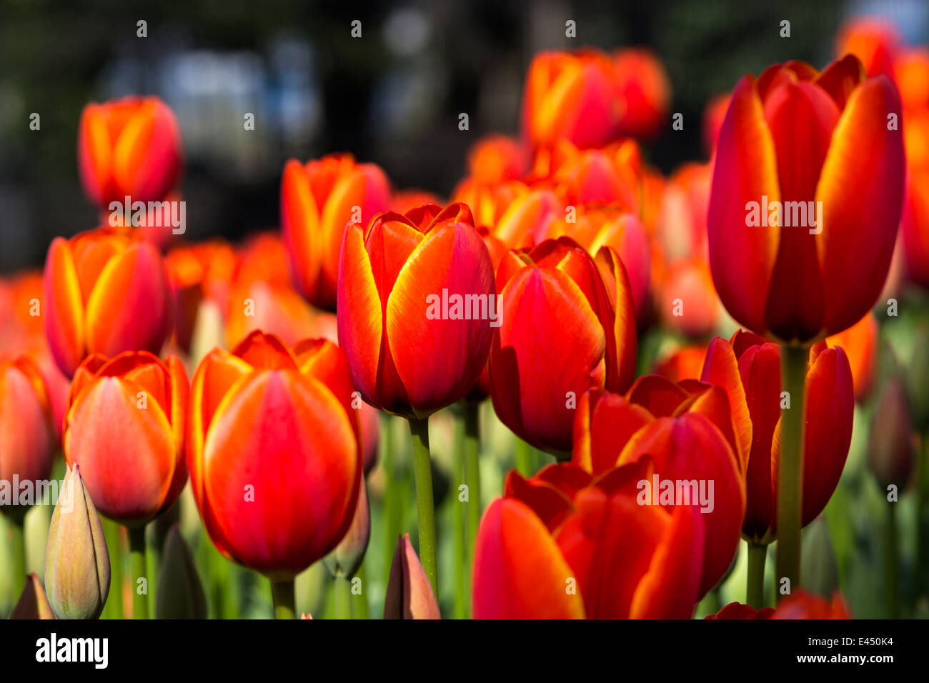 Tulips in the Istanbul garden Stock Photo - Alamy