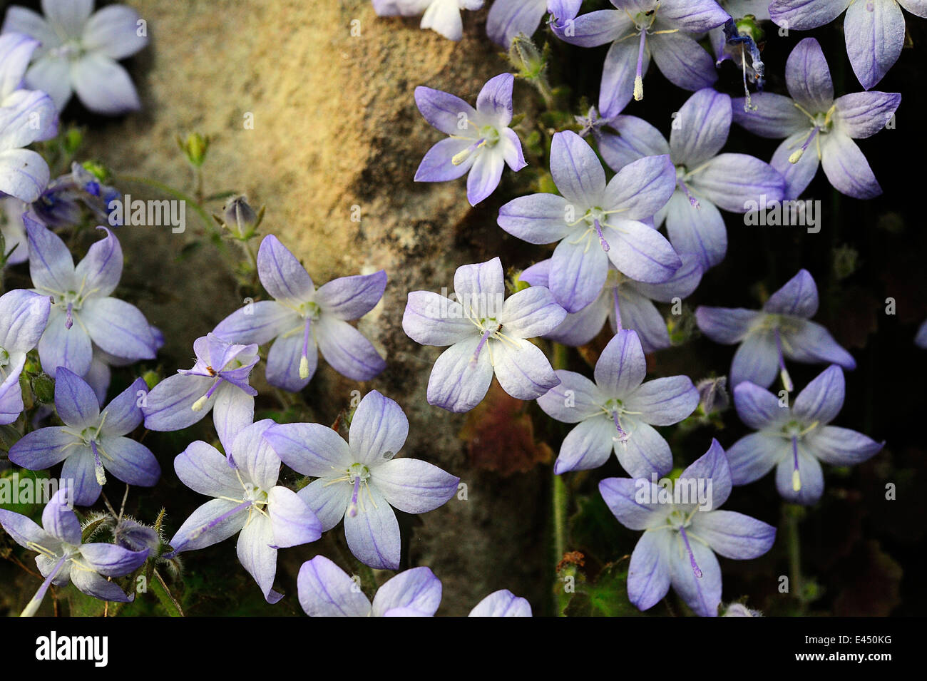 Endemic Gargano trumpet flower, Campanula garganica, Campanulaceae ...