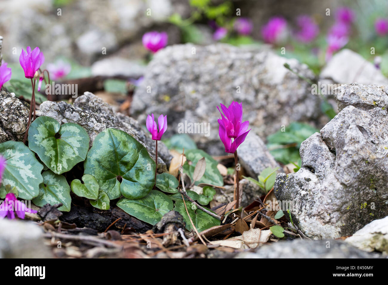 Cyclamen - wild Stock Photo - Alamy