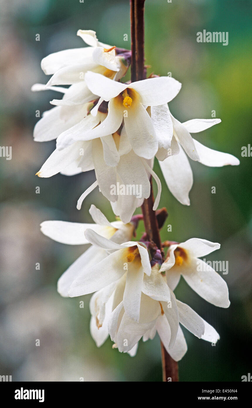 Abeliophyllum distichum, White Forsythia, Shrub, February. Close up ...