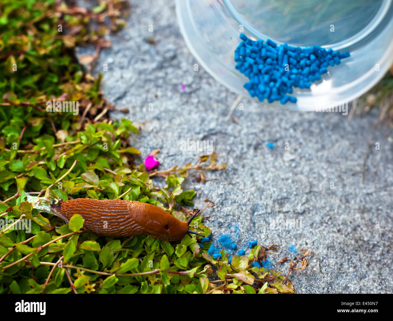 A snail in the garden with vermin killers Stock Photo - Alamy