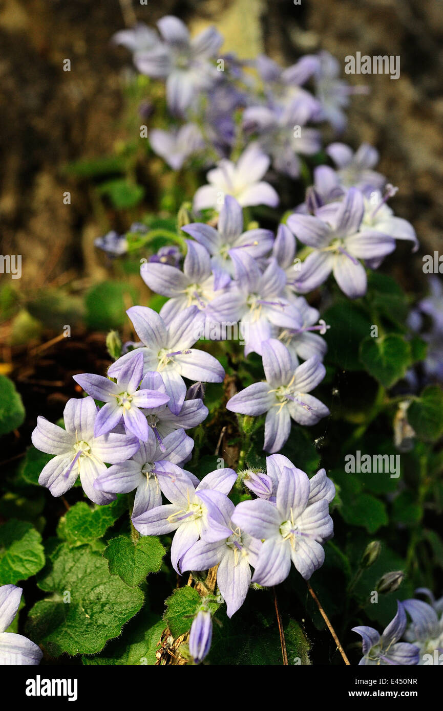 Endemic Gargano trumpet flower, Campanula garganica, Campanulaceae ...