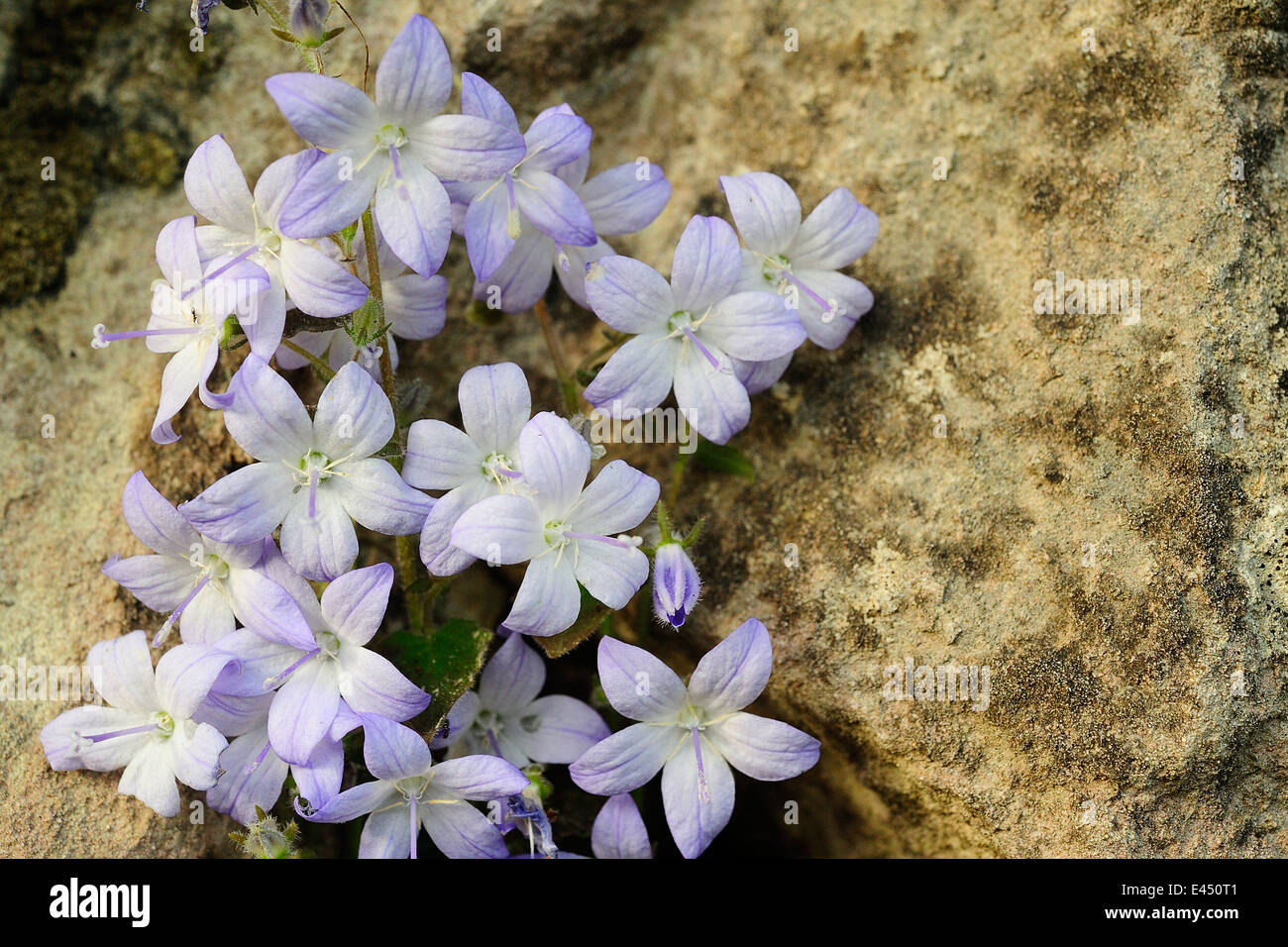 Endemic Gargano trumpet flower, Campanula garganica, Campanulaceae ...