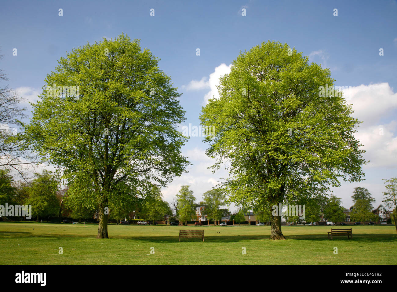 The ham tree hi-res stock photography and images - Alamy