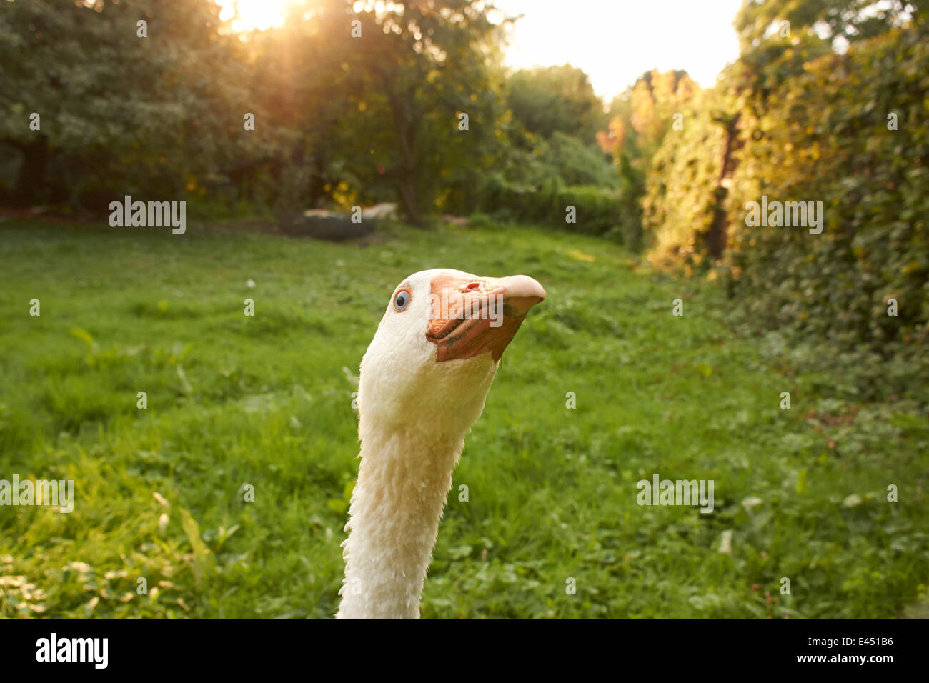 Domestic goose hi-res stock photography and images - Alamy
