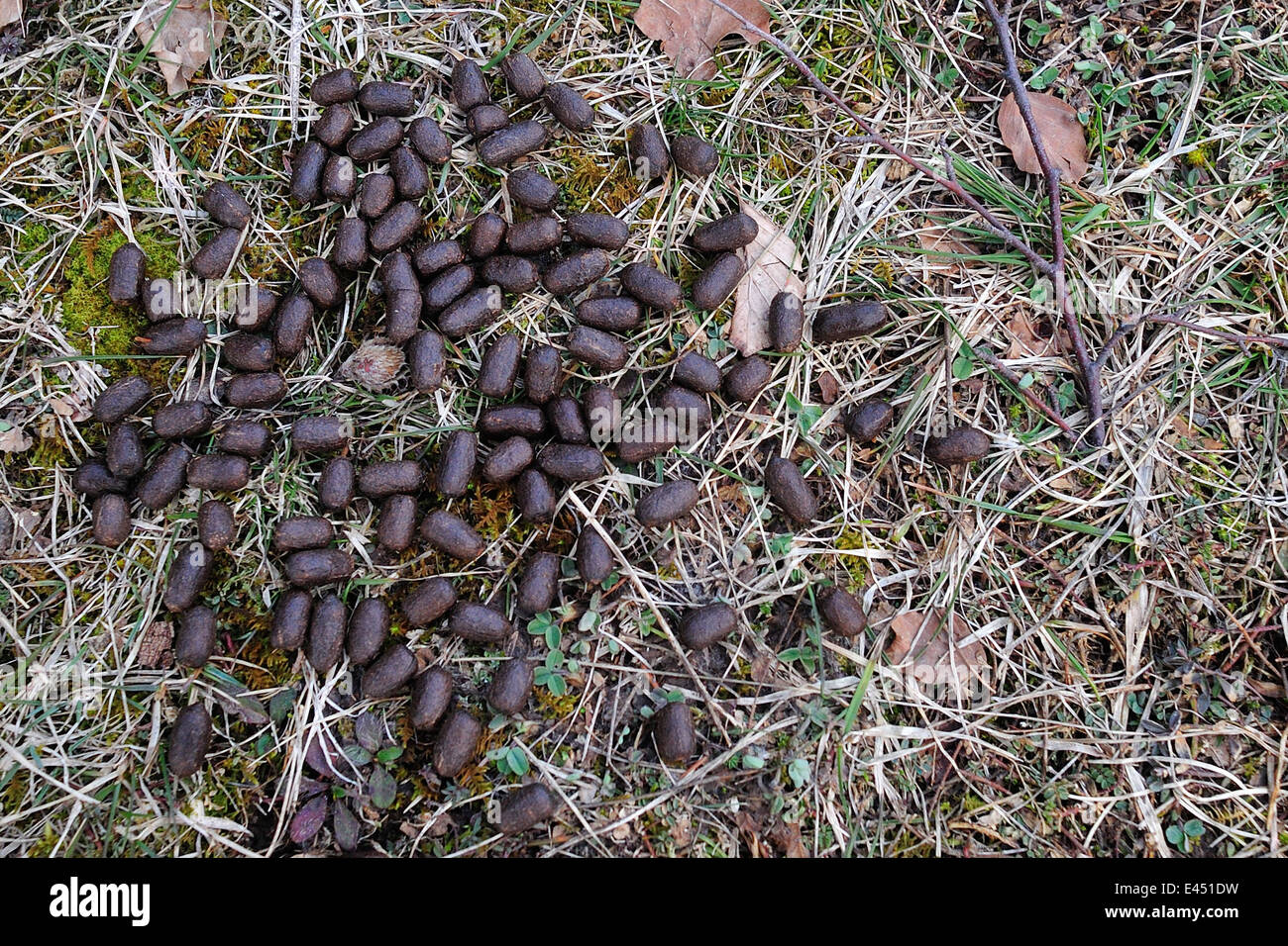 Mule Deer Droppings