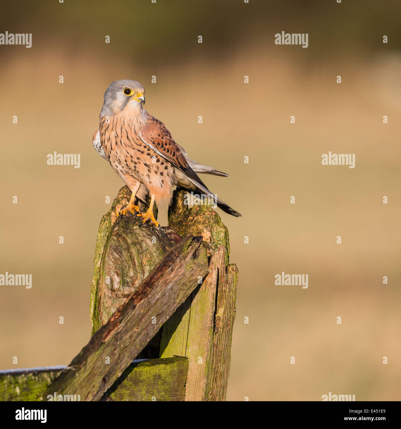 African rock kestrel hi-res stock photography and images - Alamy