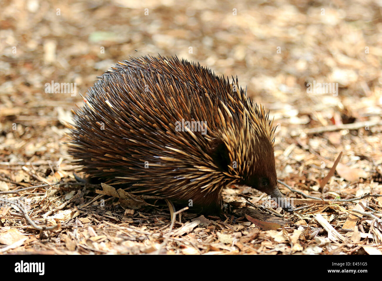 Short-beaked Echidna (Tachyglossus aculeatus) adult, foraging for food ...
