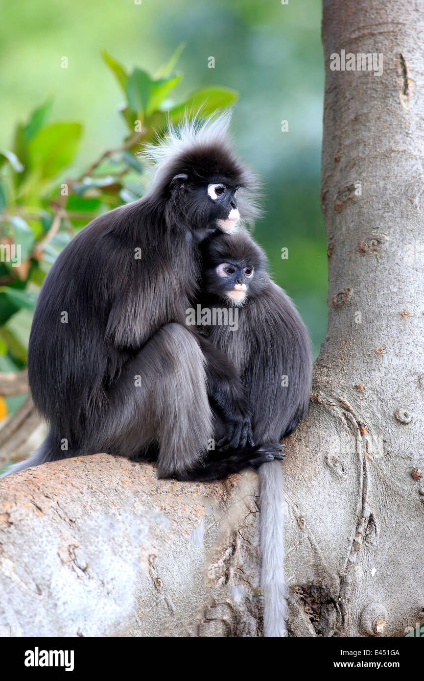 Dusky Leaf Monkeys or Spectacled Langurs (Trachypithecus obscurus ...