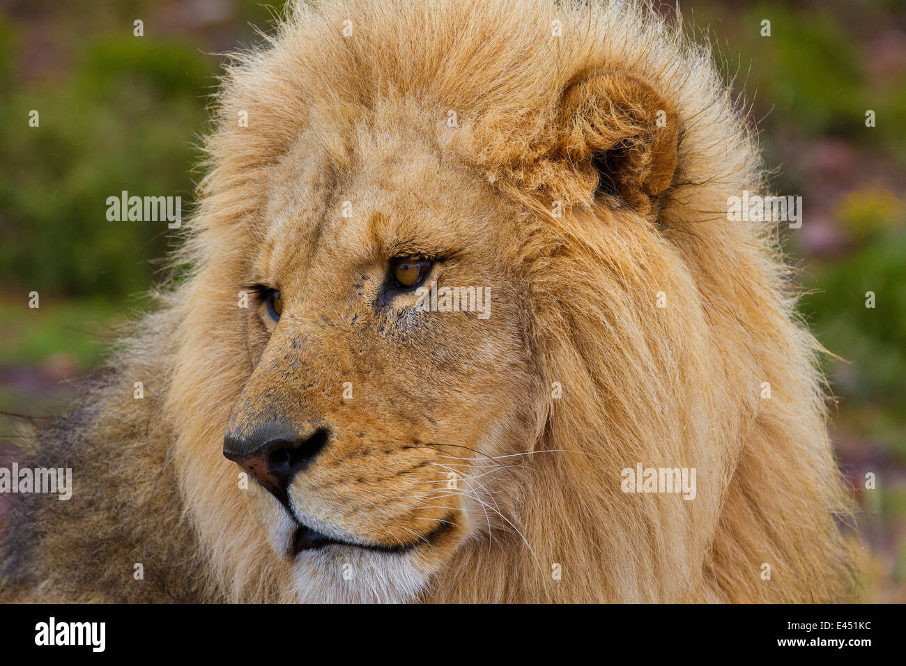 Lion sideways hi-res stock photography and images - Alamy