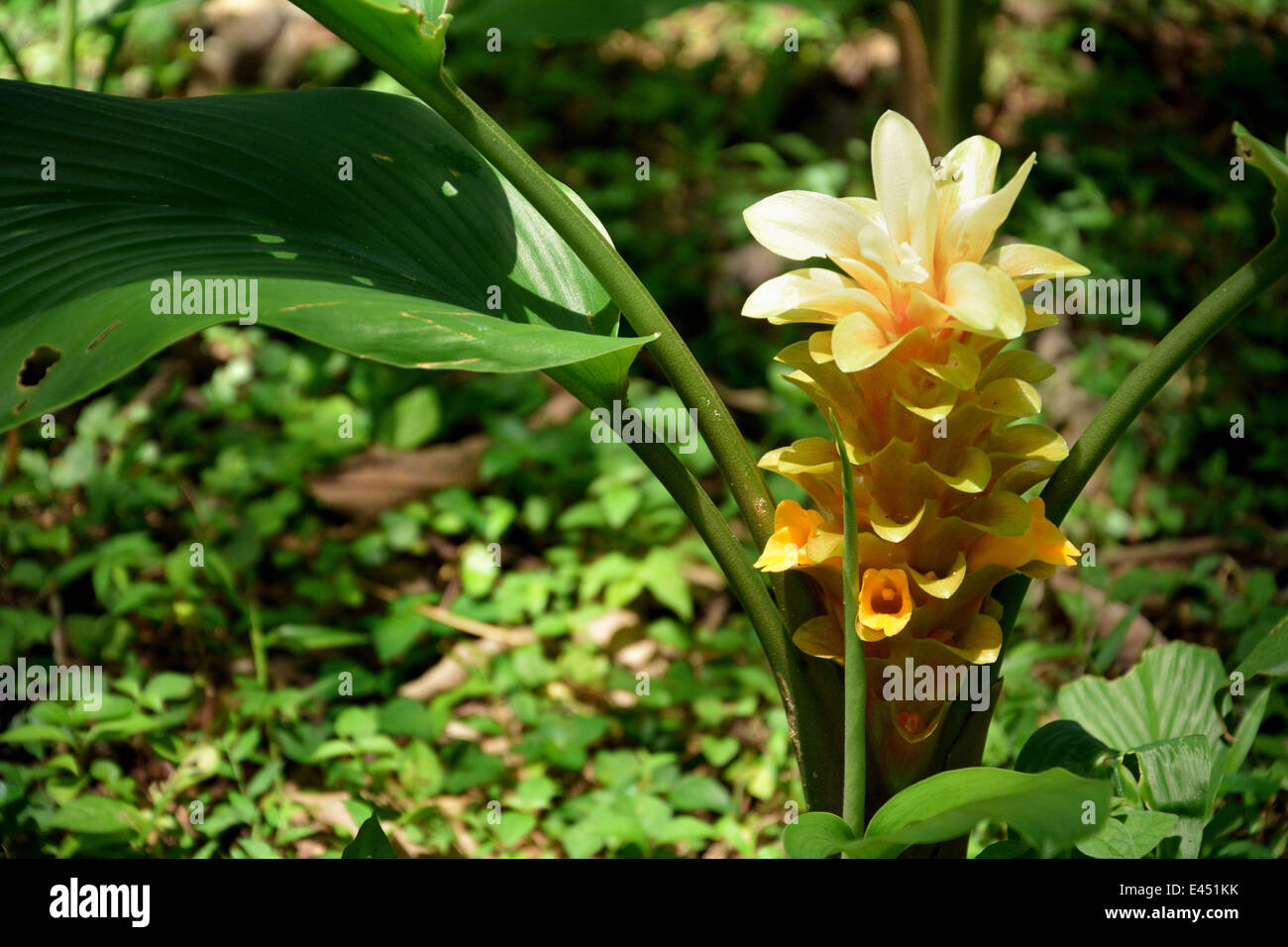Zingiber Officinale Plant Stock Photos & Zingiber Officinale Plant ...