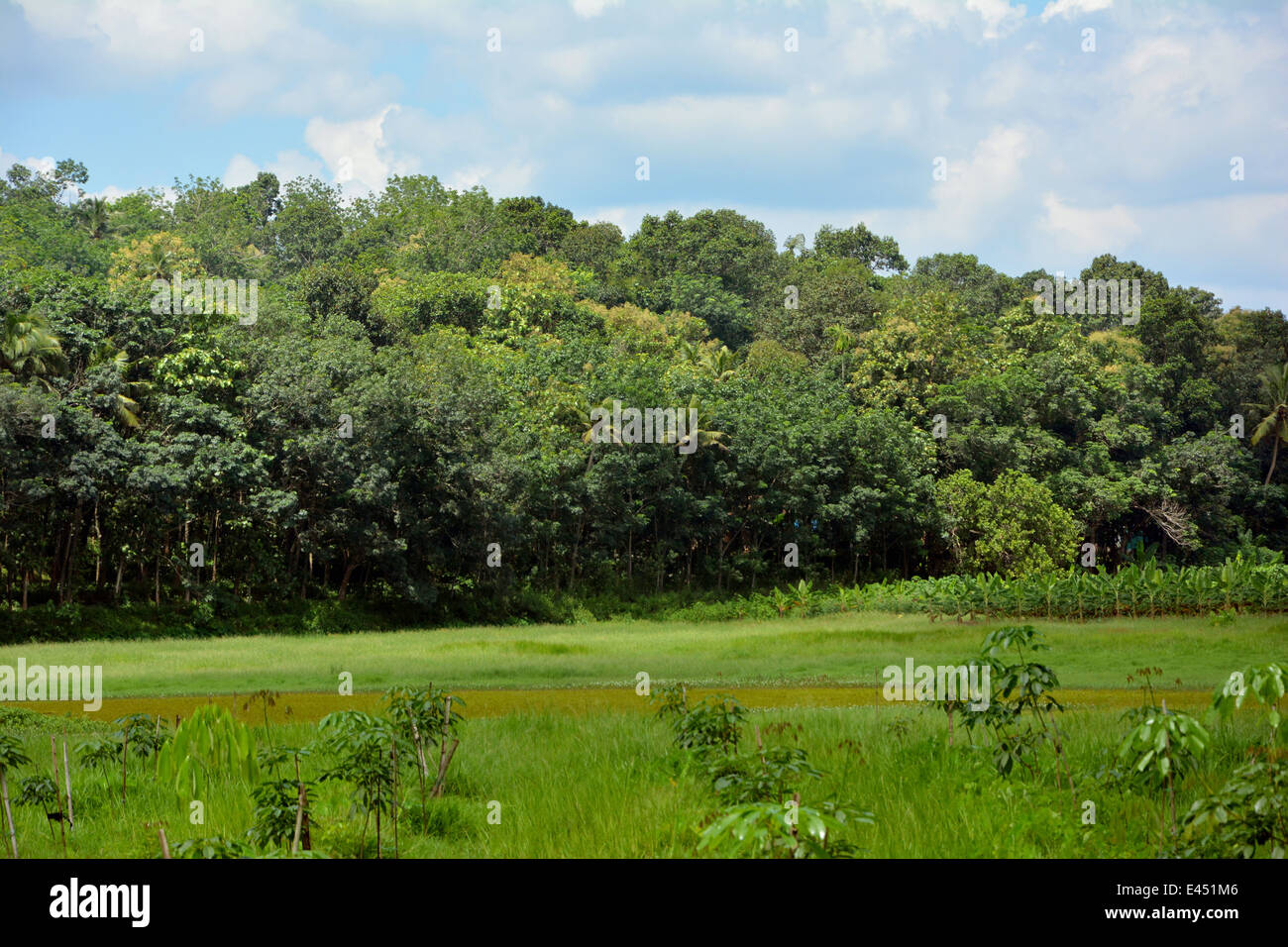 rubber plantation paddy field Stock Photo - Alamy