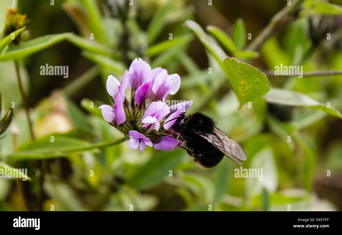 La palma insects hi-res stock photography and images - Alamy