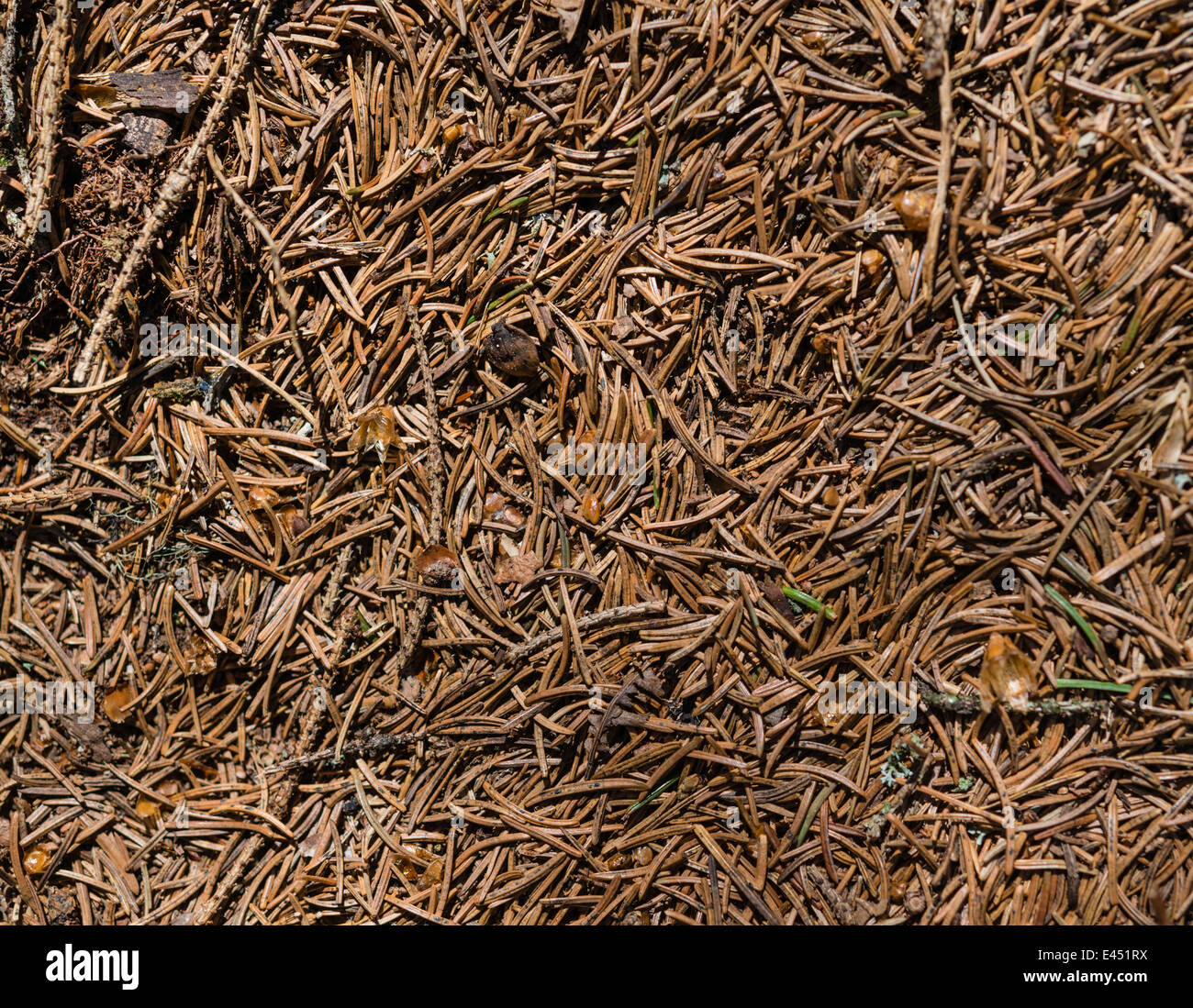Close up forest ground covered hi-res stock photography and images - Alamy