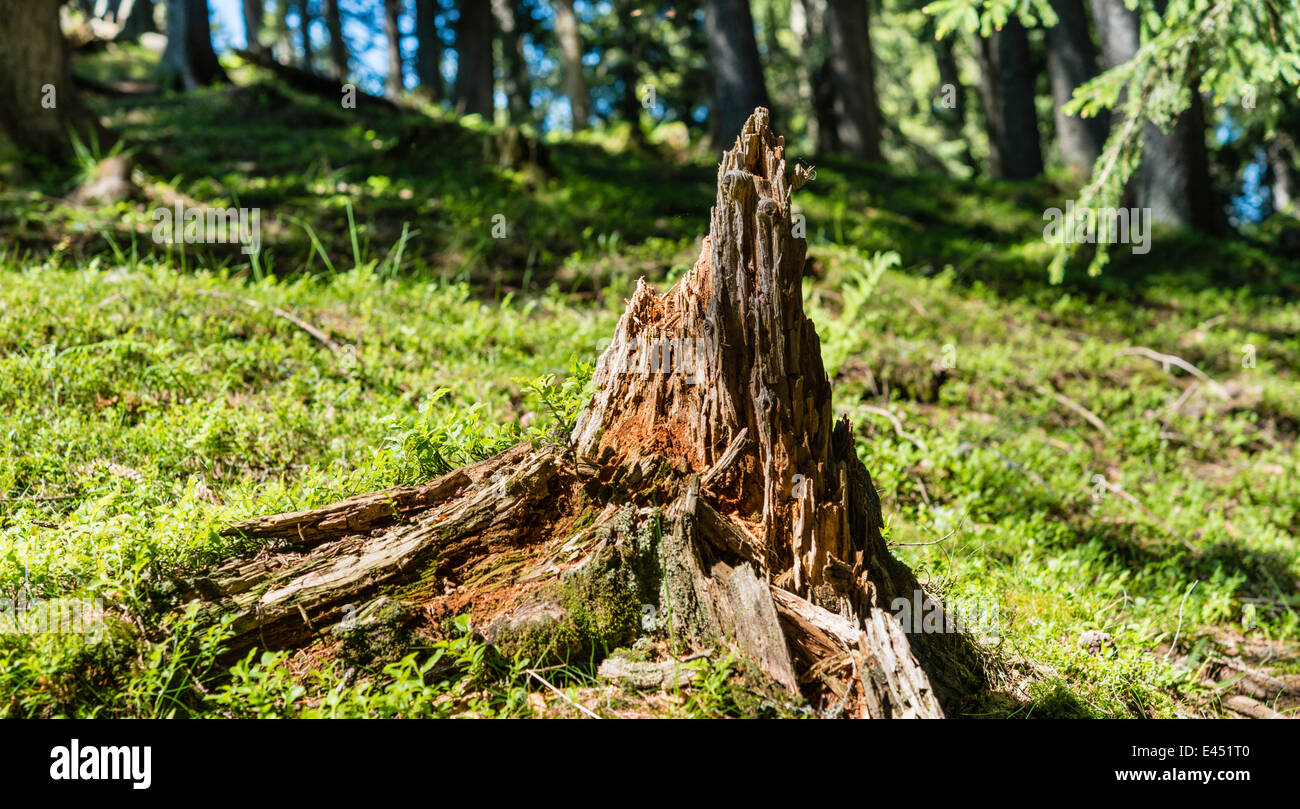 Tree stump in the forest, mossy forest floor Stock Photo - Alamy