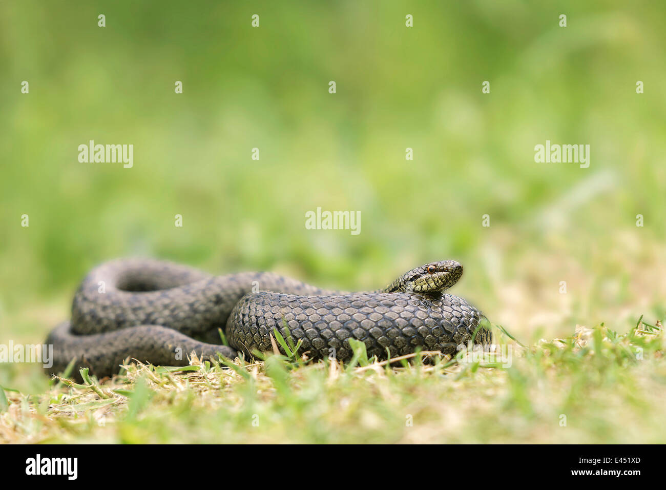 Smooth Snake (Coronella austriaca), Zillertal, Tyrol, Austria Stock ...