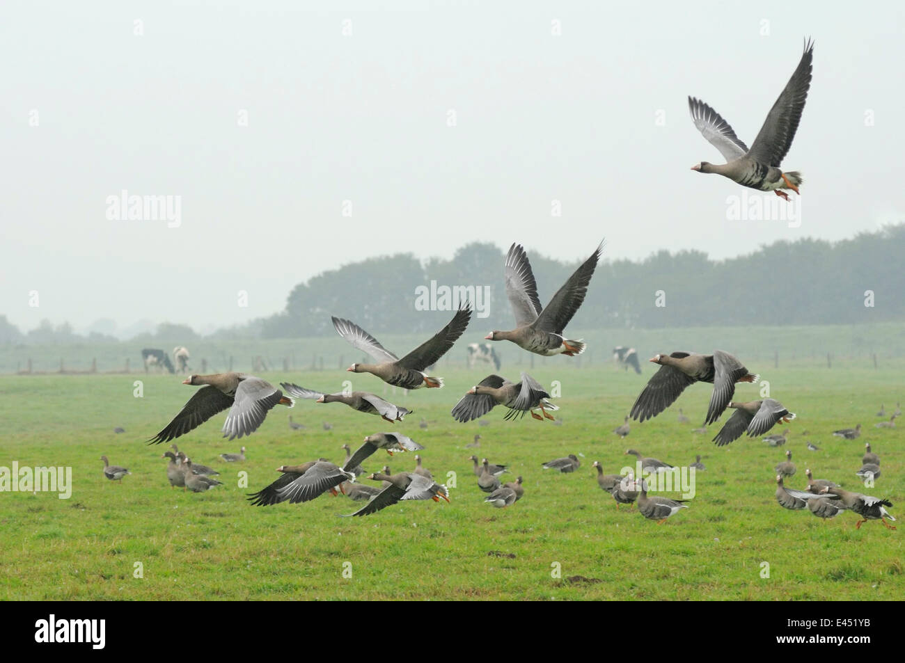 Flying white geese hi-res stock photography and images - Alamy