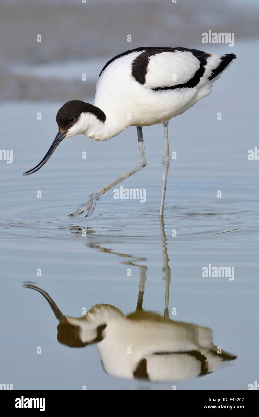 Avocet (Recurvirostra avosetta) foraging for food, reflection in the ...