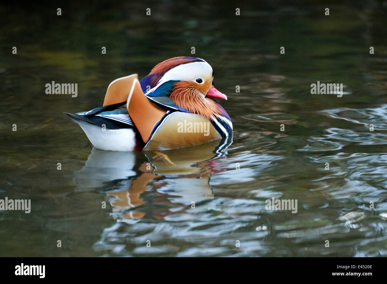 Mandarin Duck (Aix galericulata), Lake Zug, Canton of Zug, Switzerland ...
