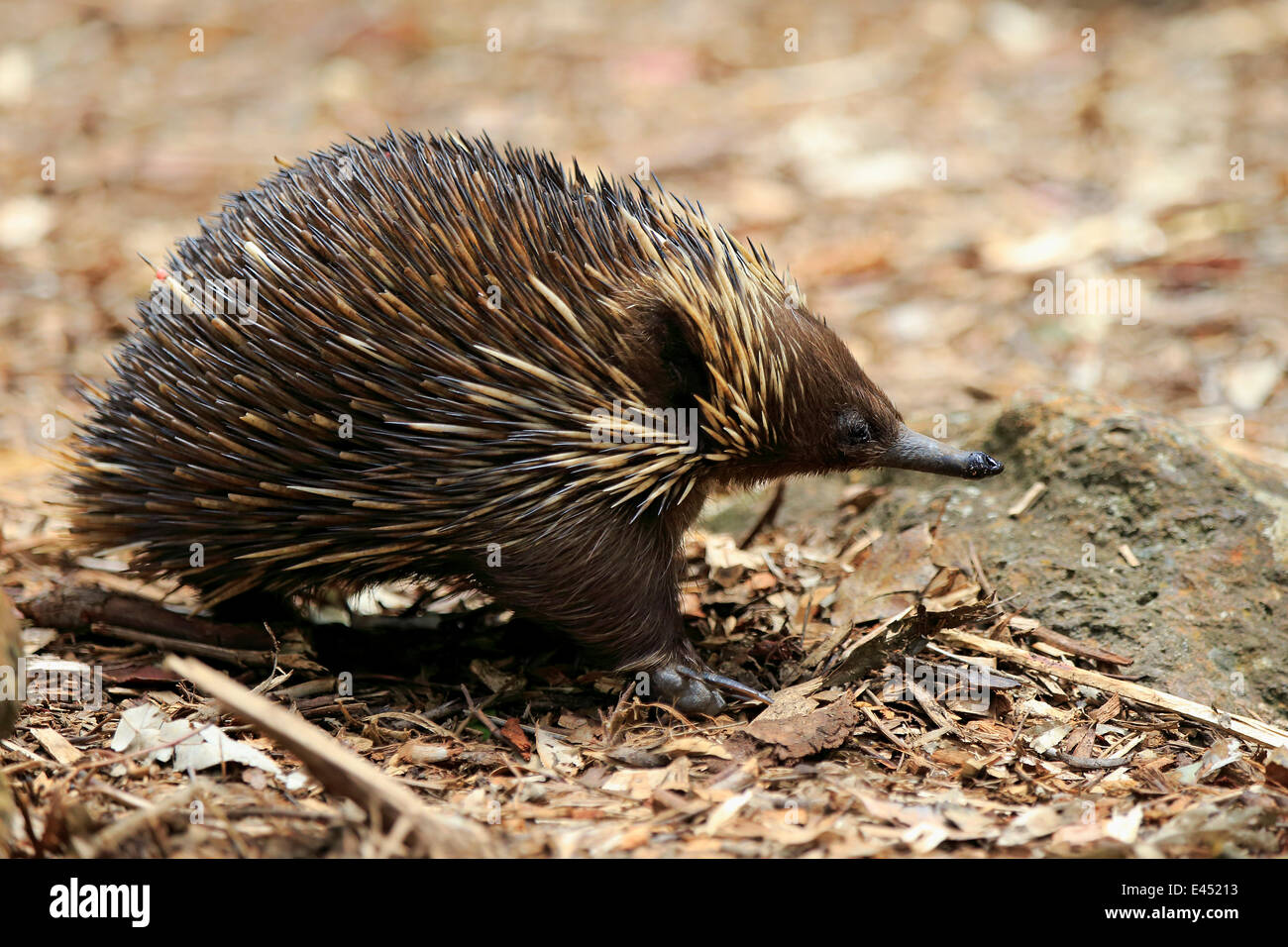 Short-beaked Echidna (Tachyglossus aculeatus) adult, foraging for food ...