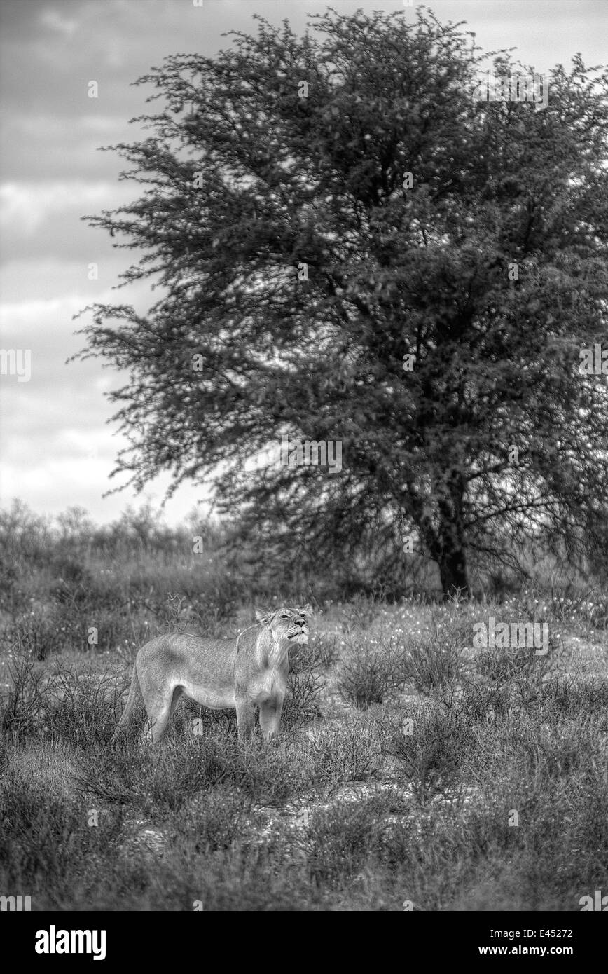 Lion Smelling Tree High Resolution Stock Photography and Images - Alamy