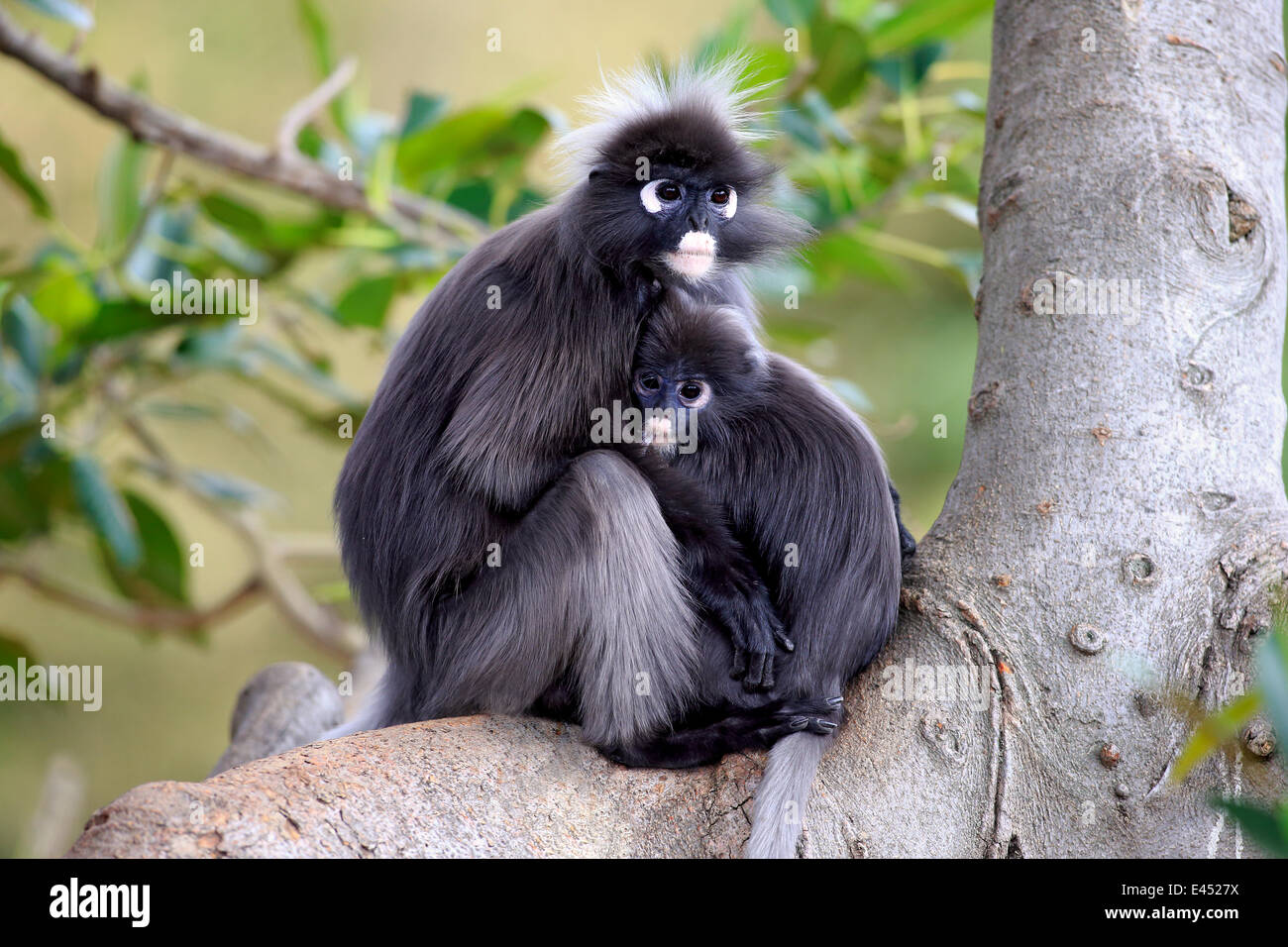 Dusky Leaf Monkeys or Southern Langurs (Trachypithecus obscurus), female with young on a tree ...