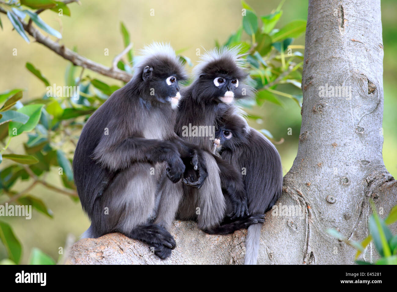 3 animals alert animal families animal family animals animal ...