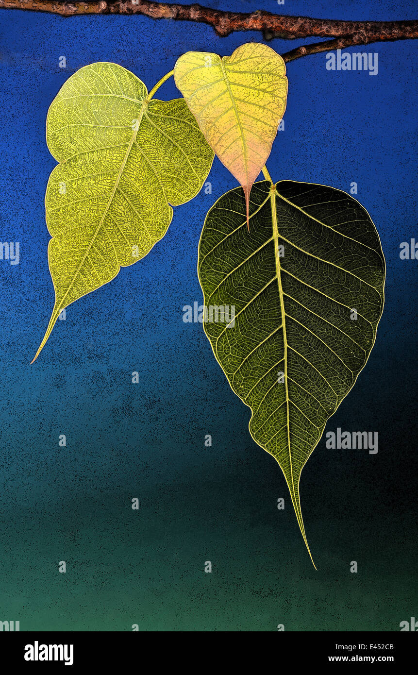 Bodhi tree leaves hi-res stock photography and images - Alamy