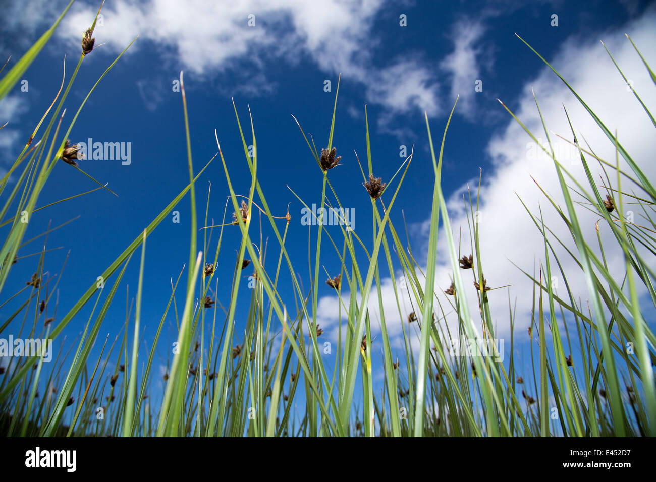 Peaceful long green reeds with blue skies and white clouds in the ...