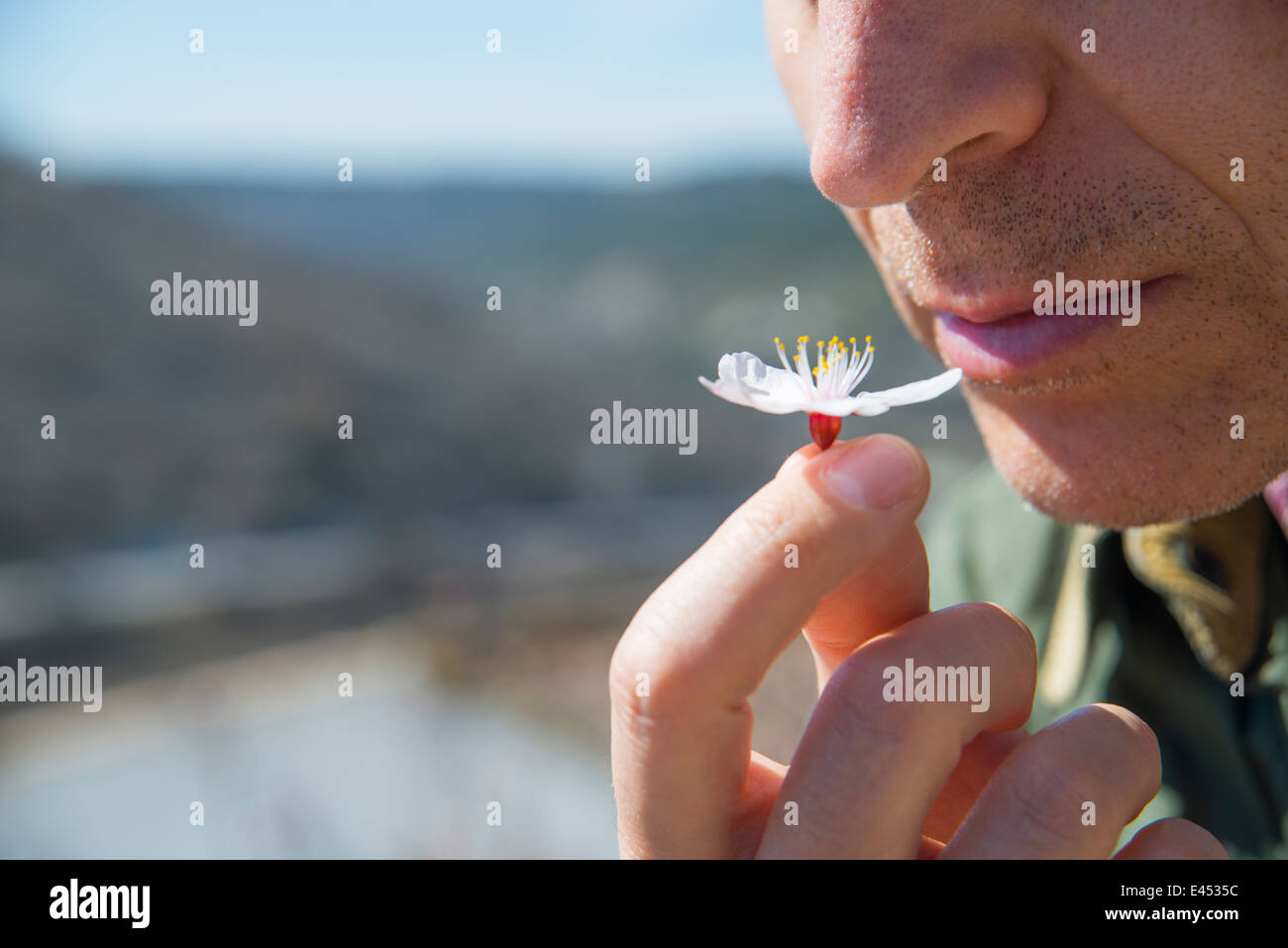 Man sniffing an almond tree flower. Close view Stock Photo - Alamy