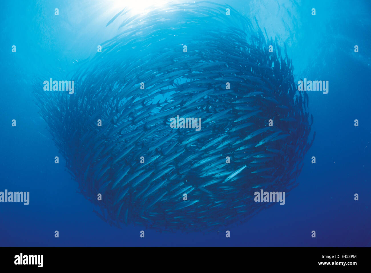 School of Barracudas in tight ball {Sphyraena sp} Sulu-sulawesi seas ...