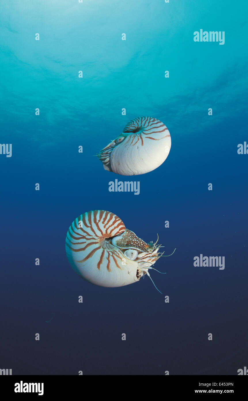 Pearly nautilus hi-res stock photography and images - Alamy