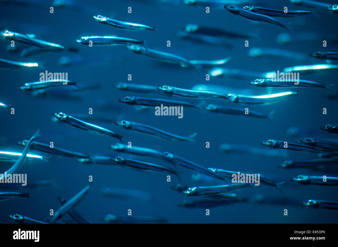 Anchovies {Engraulis encrasicolus} Great Barrier Reef, Australia Stock ...