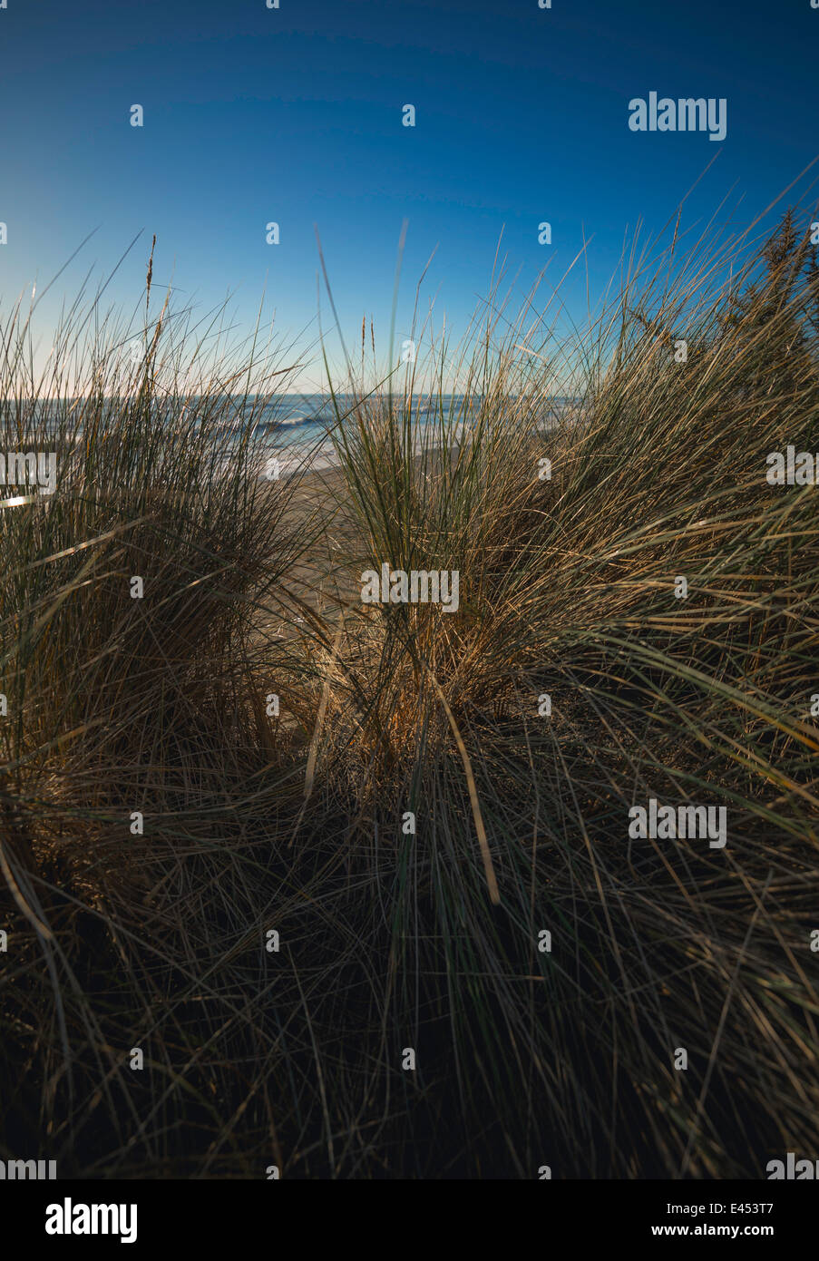 Grass before Ocean at Okarito Stock Photo - Alamy