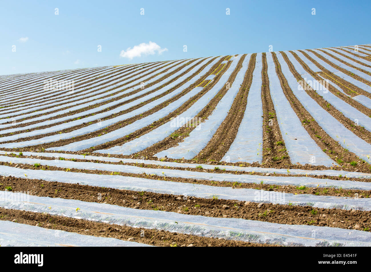 Field plastic hi-res stock photography and images - Alamy