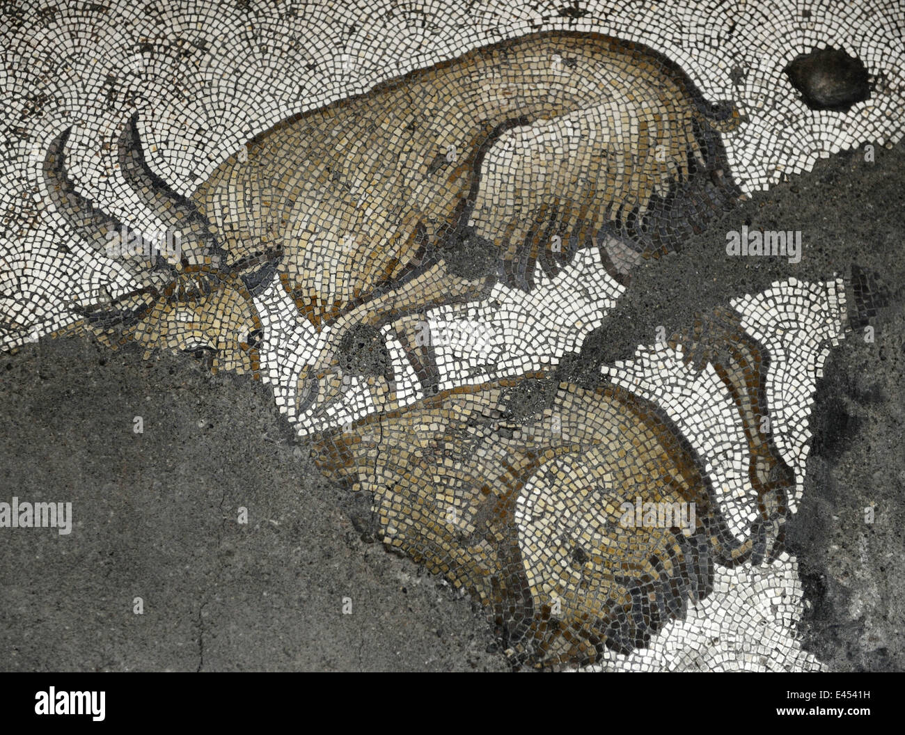 Great Palace Mosaic Museum. 4th-6th centuries. Detail of a mosaic ...