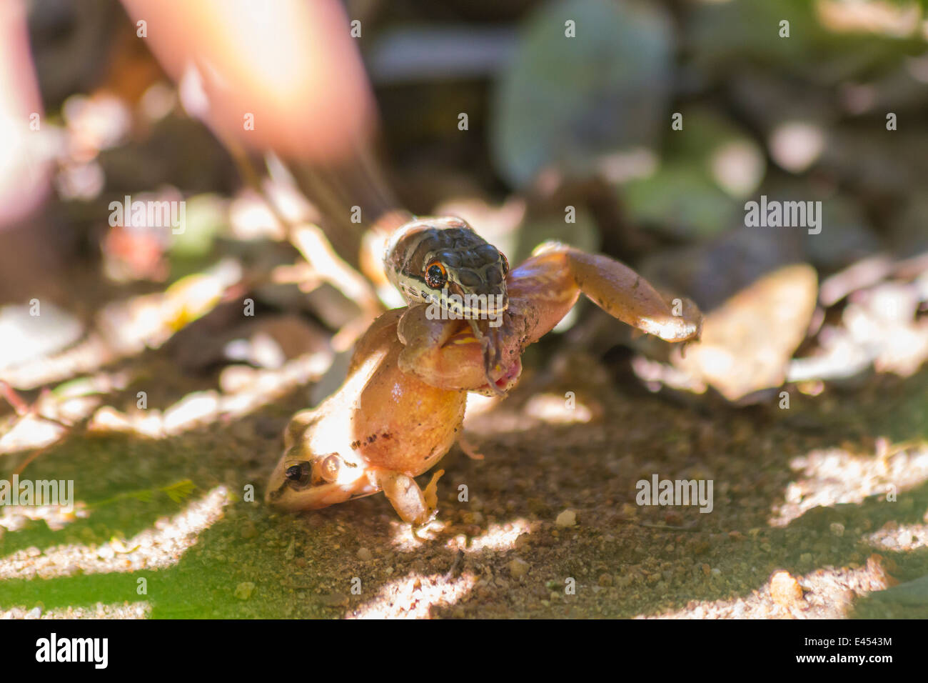 Small sand snake catching and eating a frog Stock Photo - Alamy