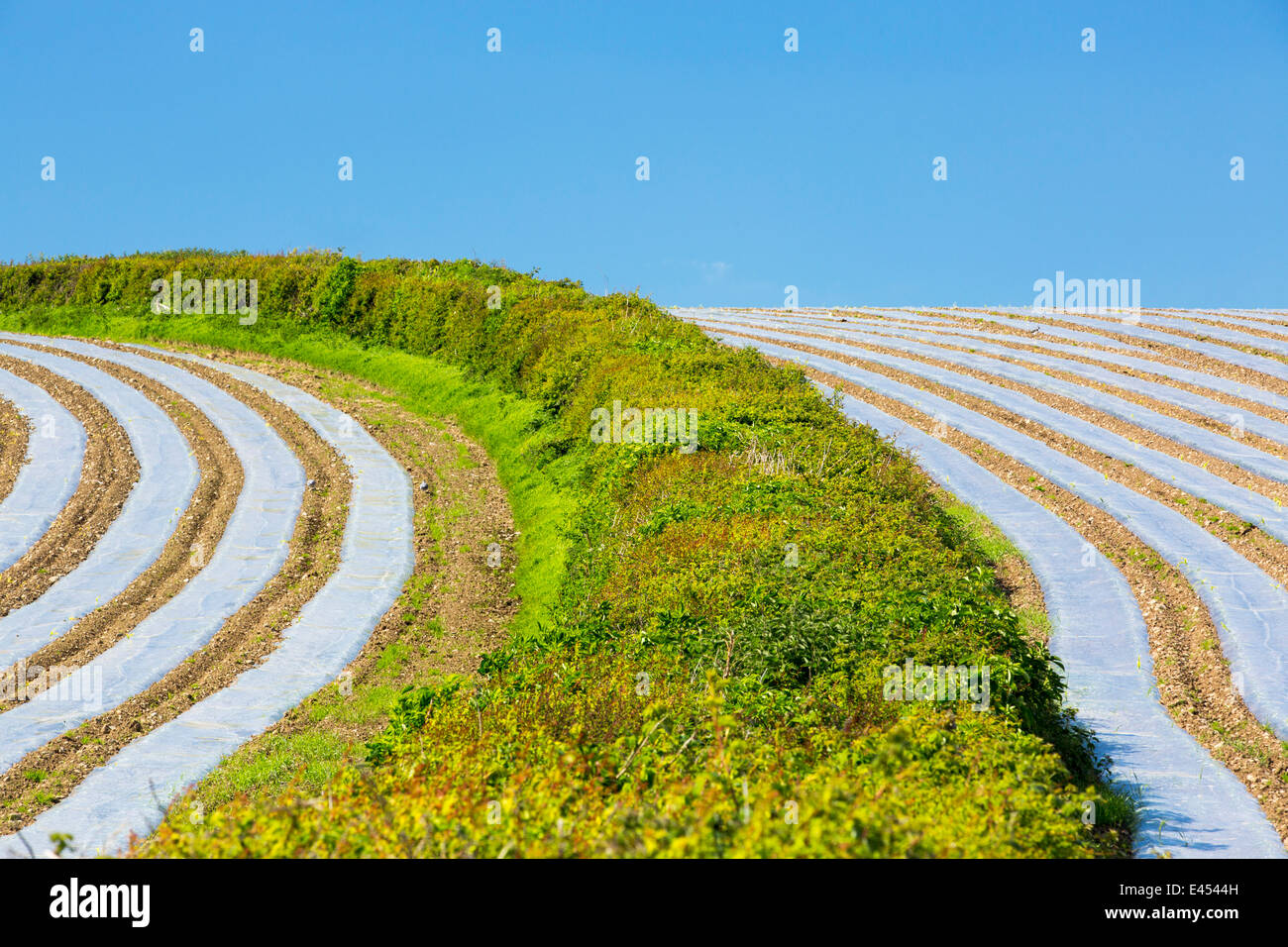 Plastic crop covering hi-res stock photography and images - Alamy