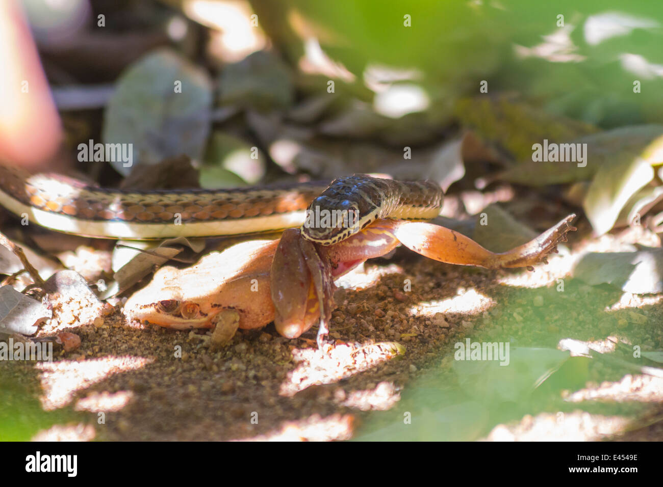 Small sand snake catching and eating a frog Stock Photo - Alamy