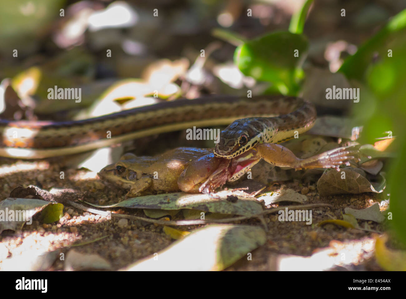 Sand snake hi-res stock photography and images - Alamy