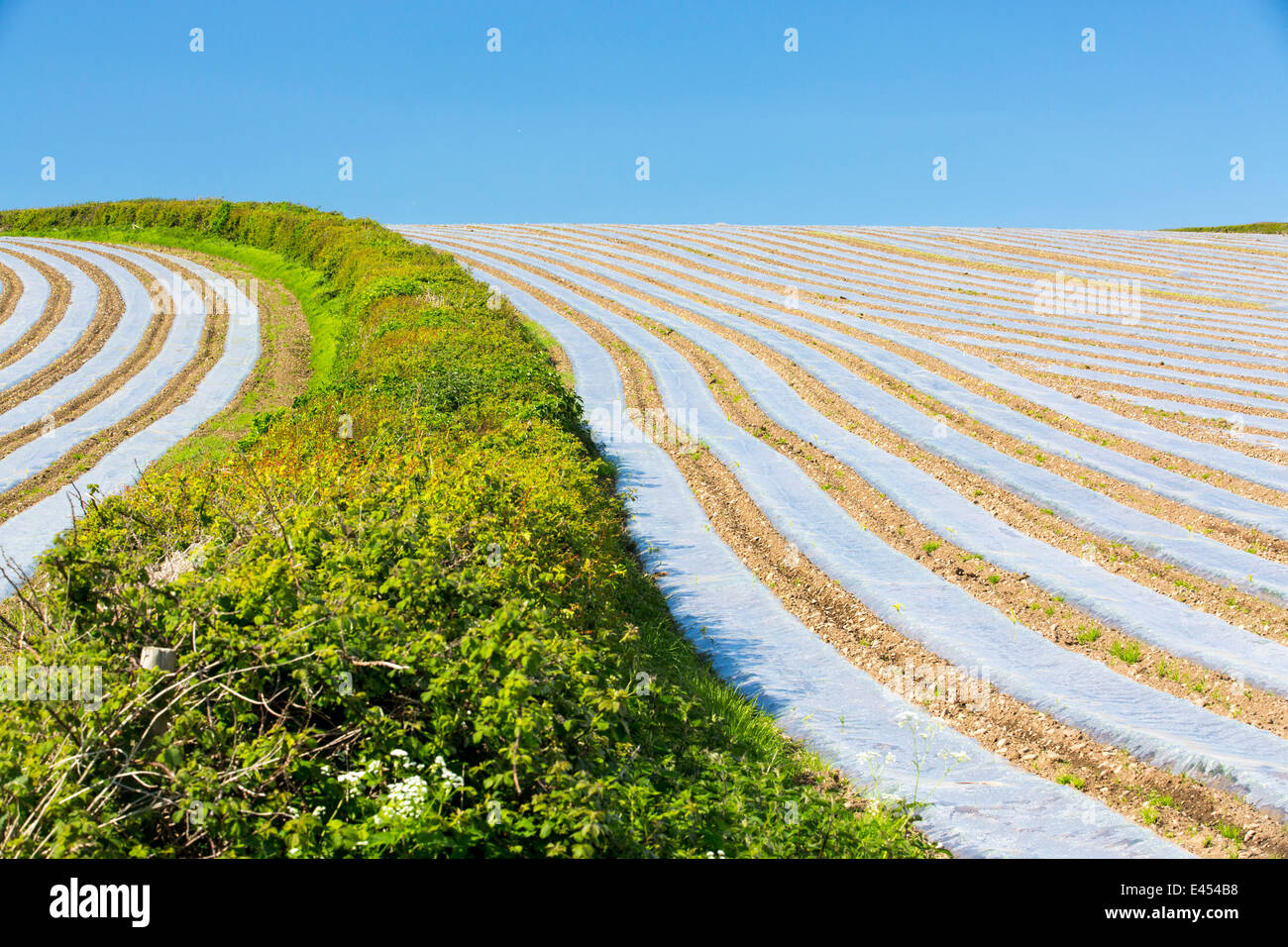 A crop covered in rows of plastic sheeting in a field on the Furnes ...