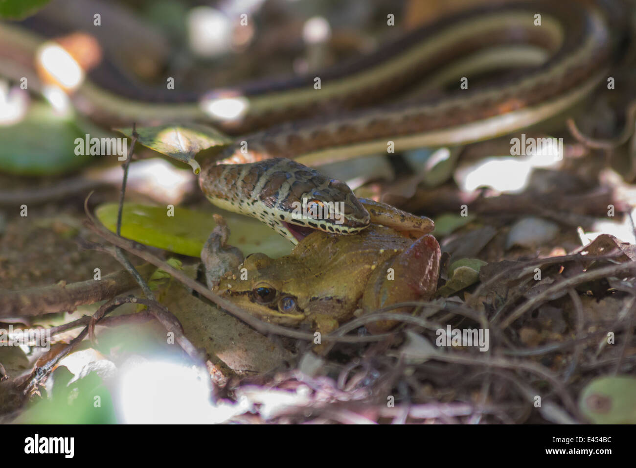 Small sand snake catching and eating a frog Stock Photo - Alamy